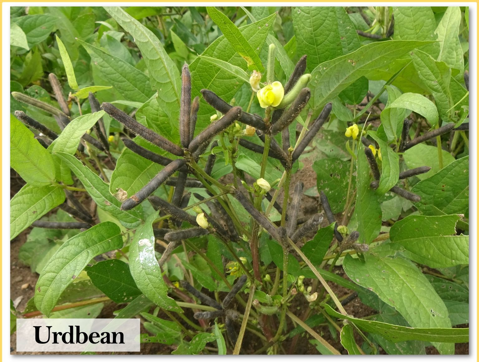 Indian Institute of Pulses Research